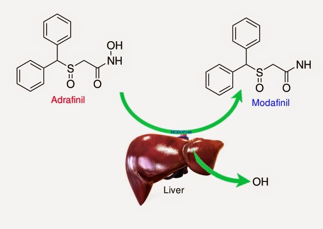 Turbine seu Cérebro: Como funciona a modafinila (Stavigile)?
