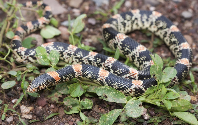 Salamander-Shmalamander: Field Herpetology at the Southwest Research ...