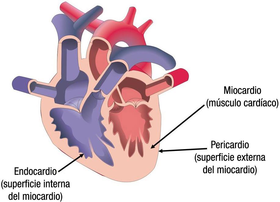 24 TES: La oxigenación y la distribución de sangre.