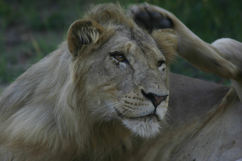 Worldbirder: Looking for LEO's.