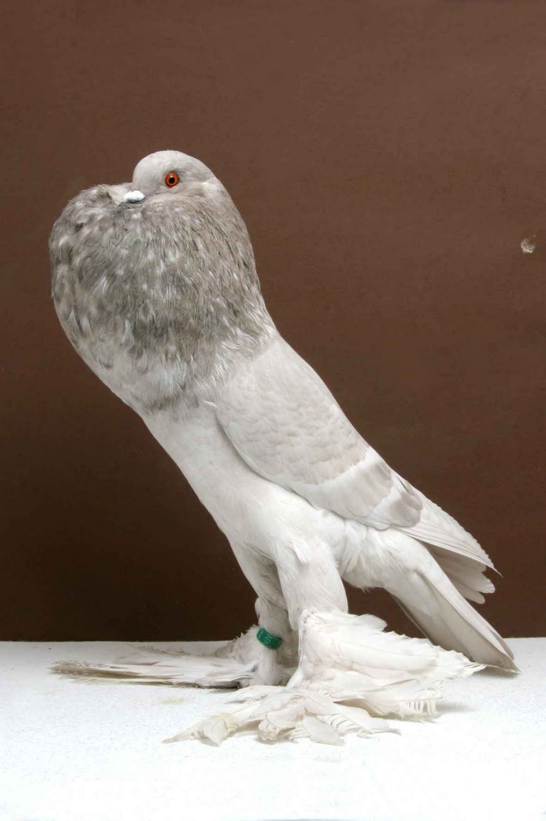 LA SANDUNGA: PECHO PALOMO