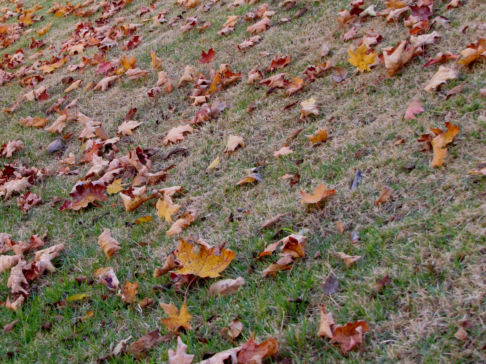 fallen-leaves