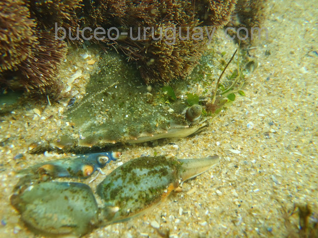 BUCEO URUGUAY: EL Sirí o Cangrejo Azul (Callinectes sapidus)