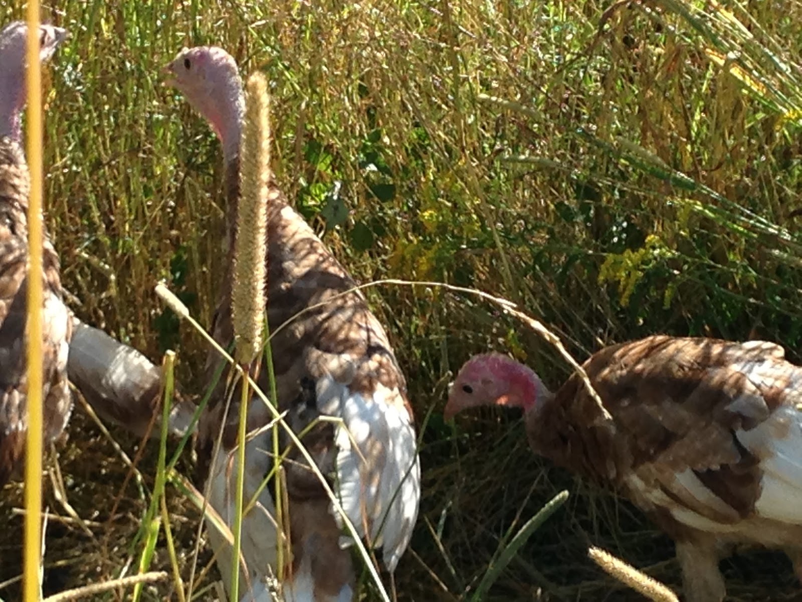 Fitzgerald's Family Farm: We Have Bourbon Red Turkeys...Again
