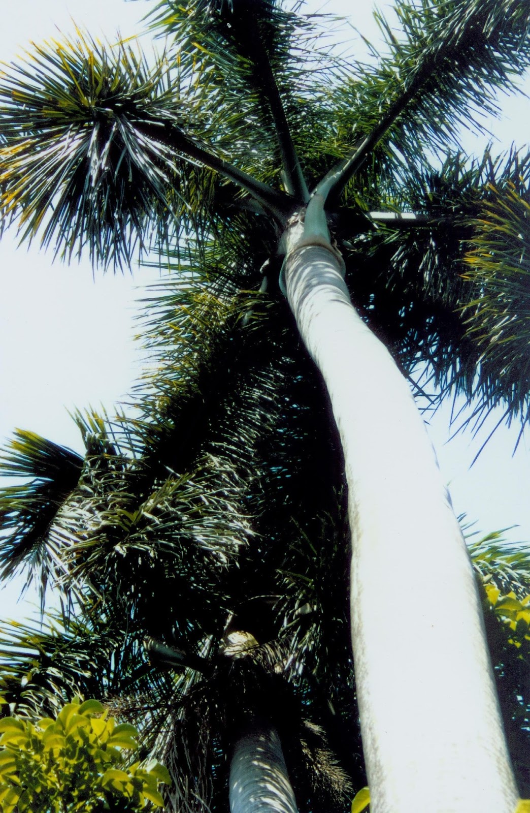 Naturalism - the Eighth Sense: Palm Trees at UST Botanical Garden