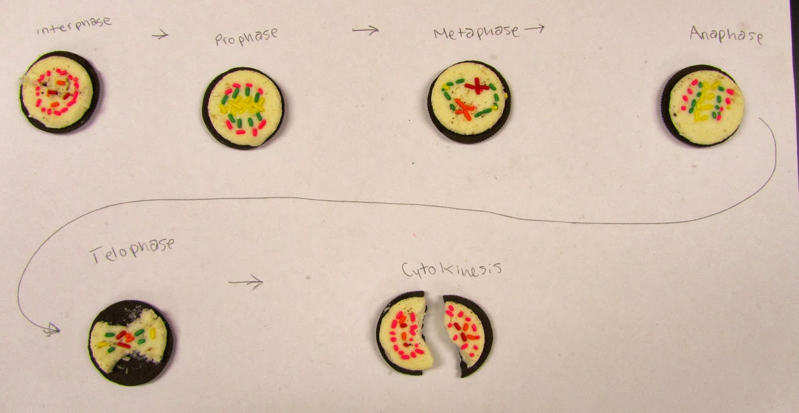 Modeling Mitosis with Oreo Cookies 1e: Designing Coherent Instruction