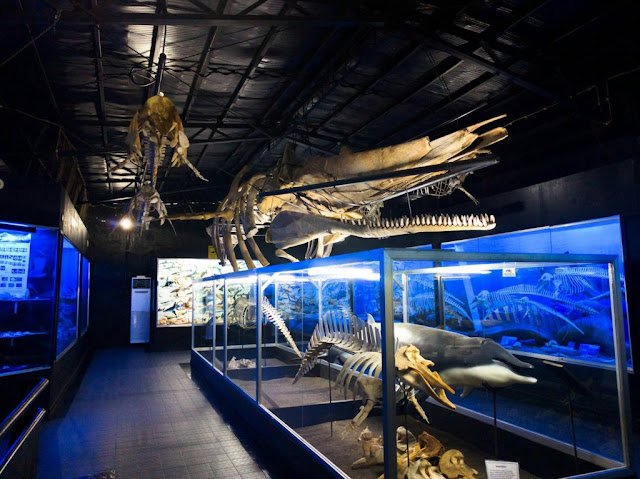 D' Bone Collector Museum (DAVAO)