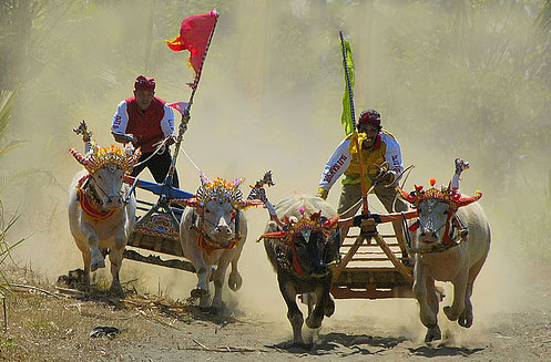 Budaya Bali