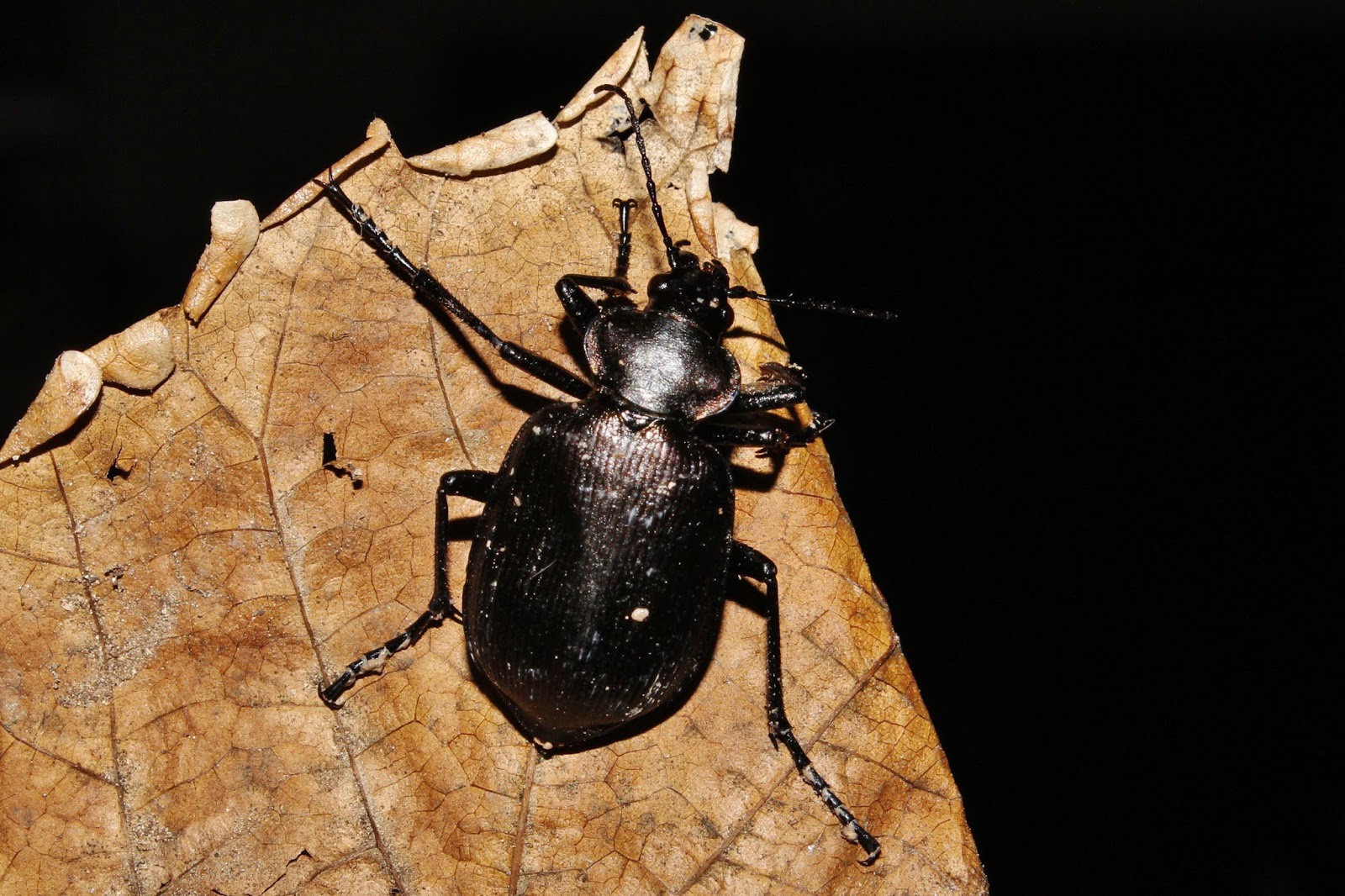 Biodiversity of Cyprus by NGO Protection of the Natural Heritage and ...