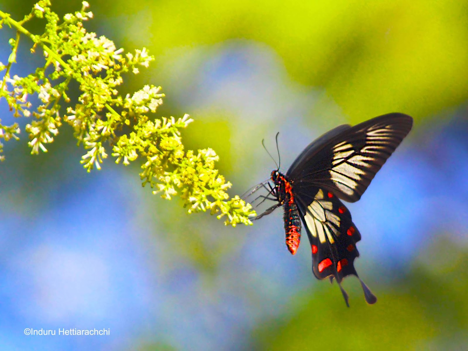 "Butterflies", Nature's Jewellery : Pachliopta jophon (Ceylon Rose/ශ් ...