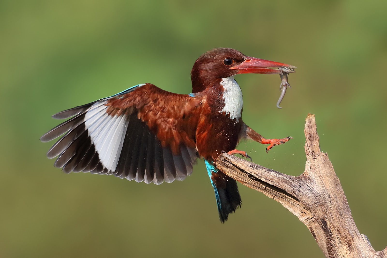 Pertinent perches are paramount