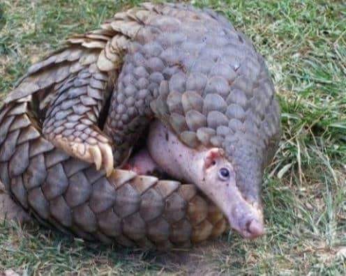 Ekor: HARI TENGGILING SEDUNIA