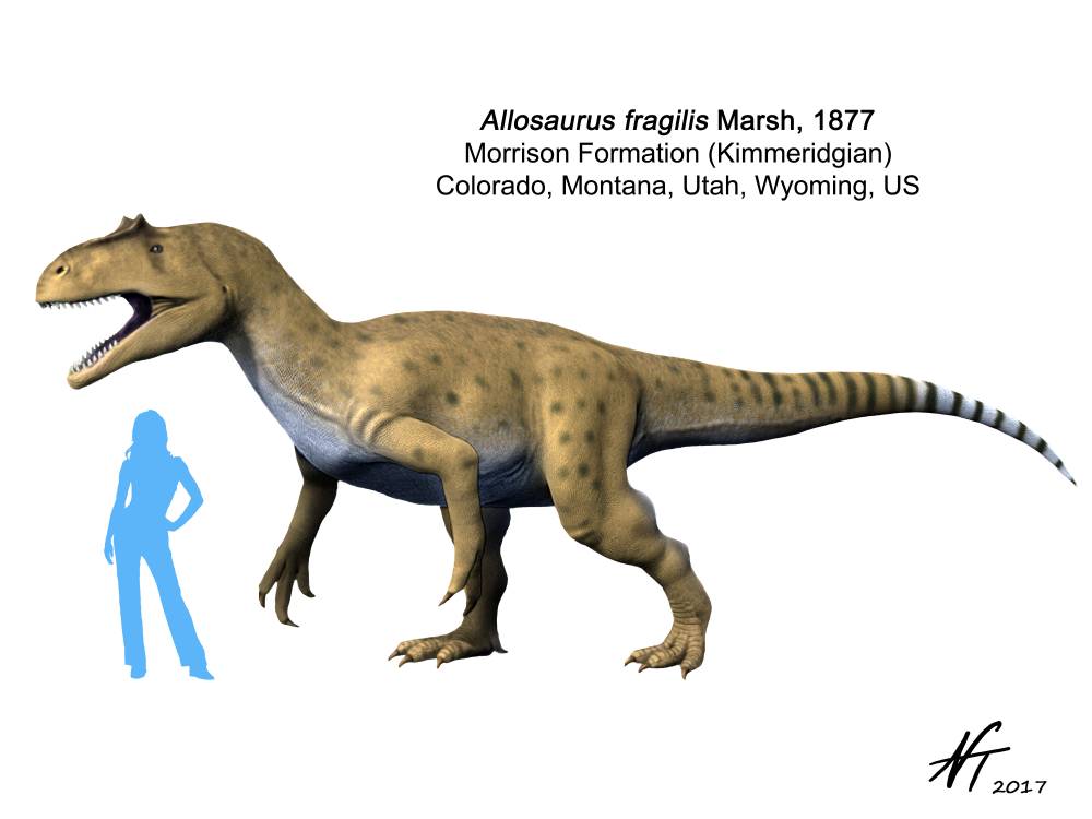 Allosaurus-Zeichnung