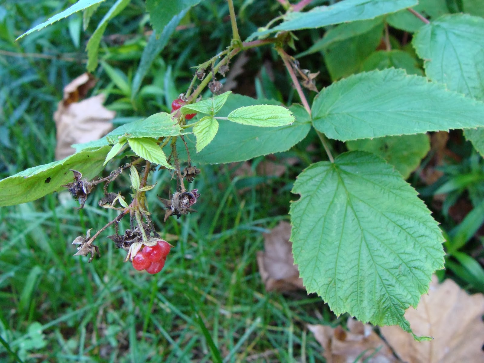 Jardine & ris...: La belle saison des fruits rouges...