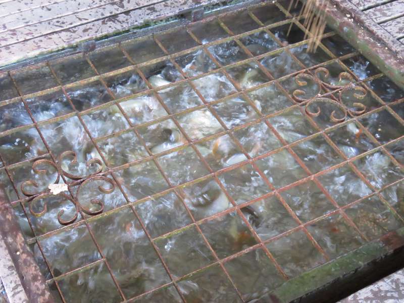 The Travelling Lindfields: Where Does Basa Fish Come From? The ...