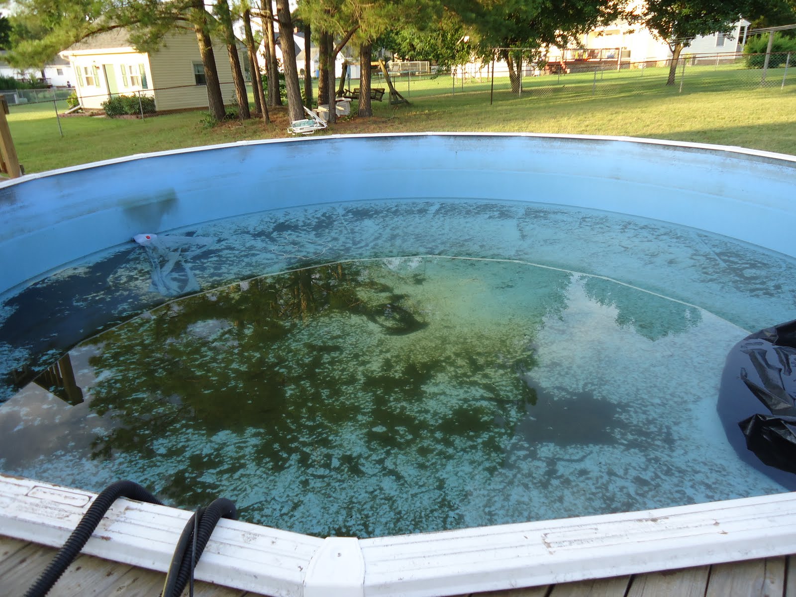 How I Experience Earth: Tadpole Pool