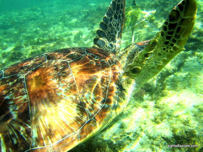 Sights and Spices: Sights: The Gentle Sea Turtles of APO ISLAND, NEGROS ...