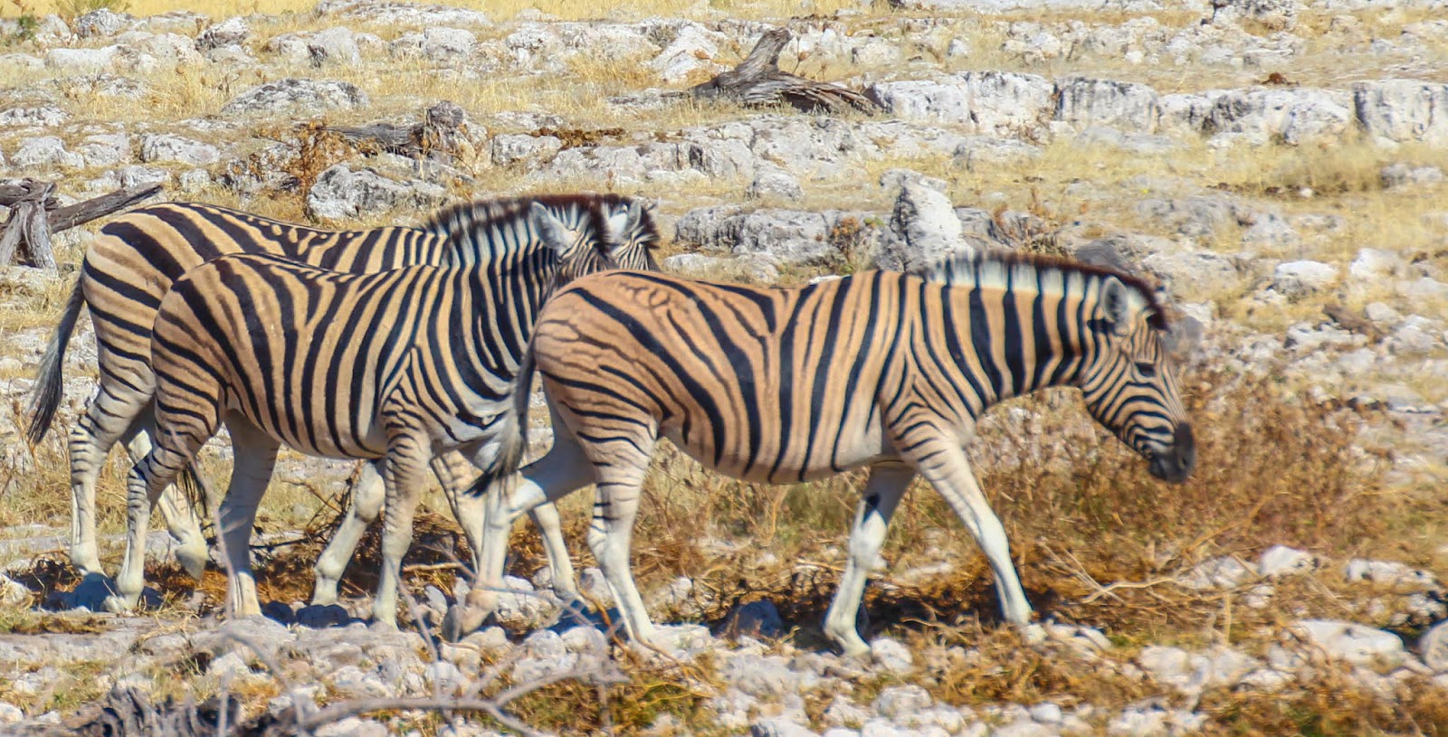 Cannundrums: Chapman's Zebra