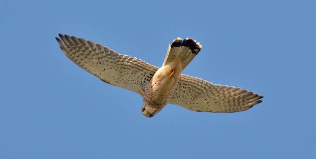 Bob's Butterfly and Bird Blog: Male Windhover.