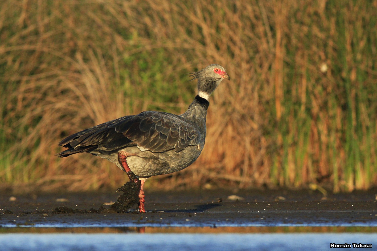 Aves de Argentina: Chajáes en el barro