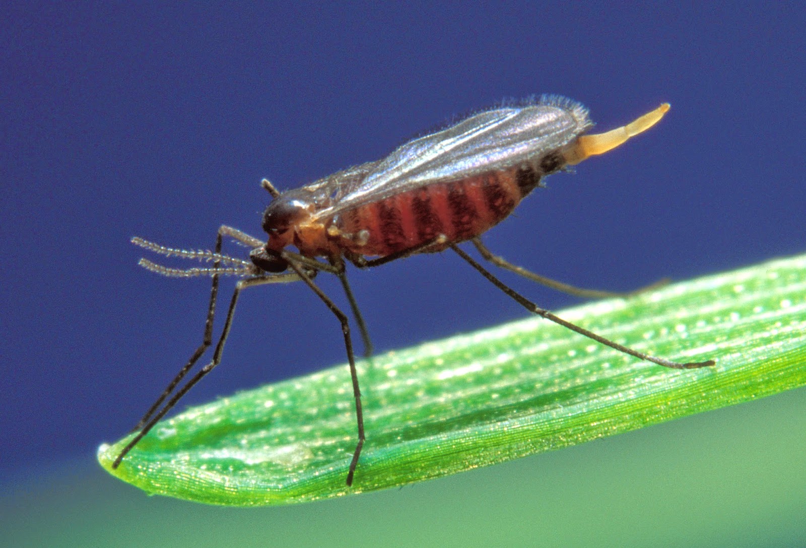 HyMark High Spots: Did You Ever See A Hessian Fly?