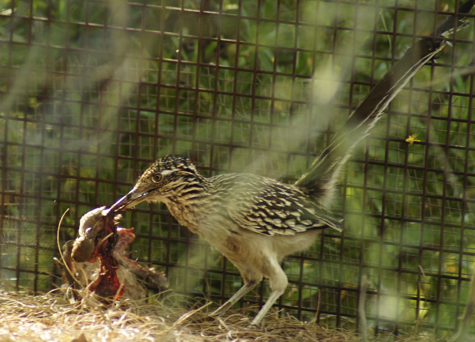 Birding Is Fun!: Roadrunning Roadraging Roadkill