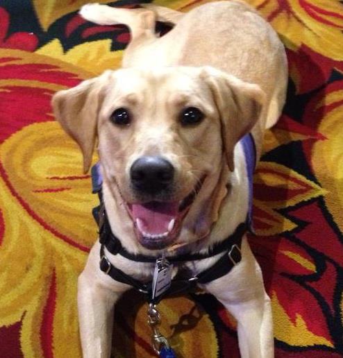 Susquehanna Service Dogs: Meet SSD Rizzo!