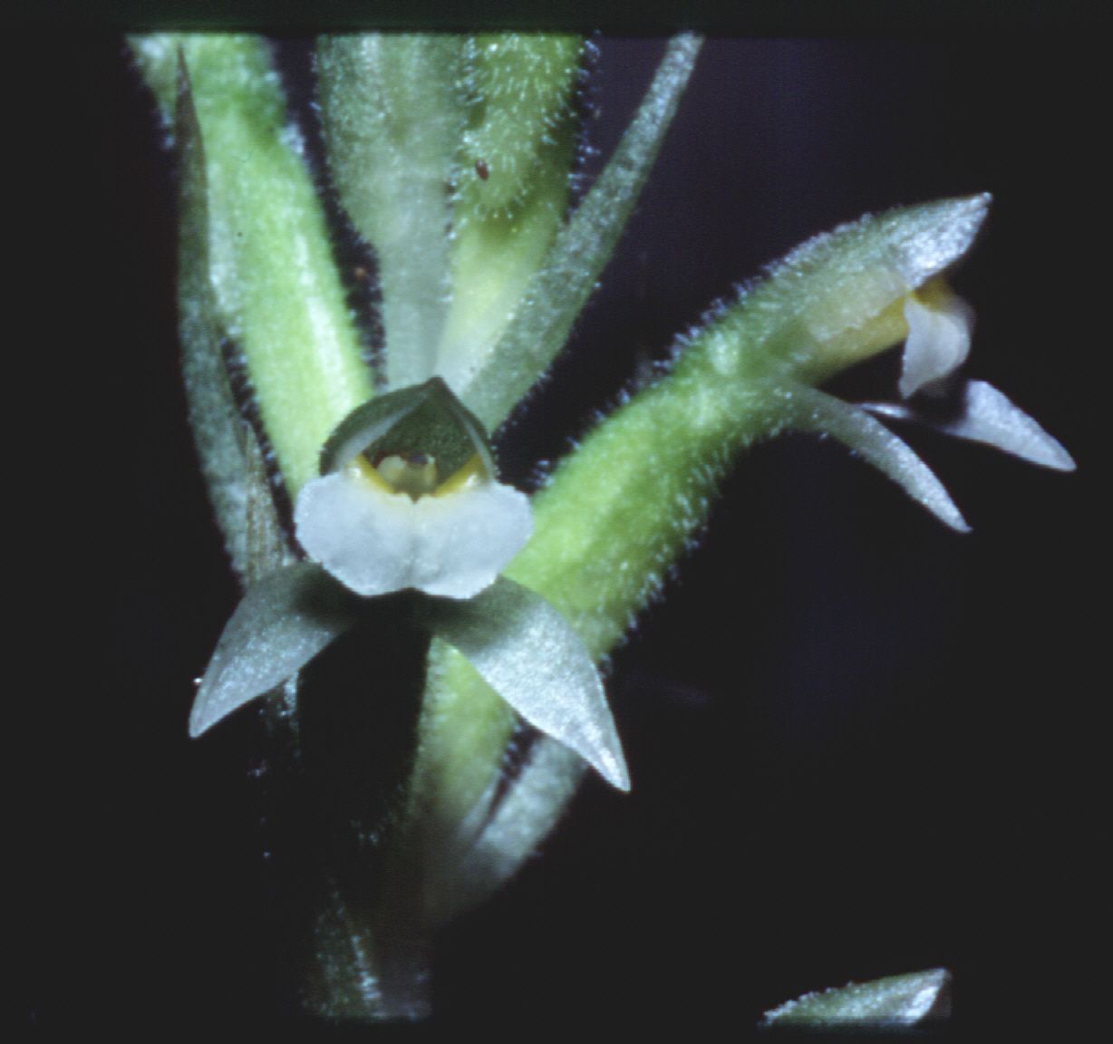 PLANT FAMILIES OF PUERTO RICO AND FLORIDA PAPO VIVES: ORCHIDACEAE ...