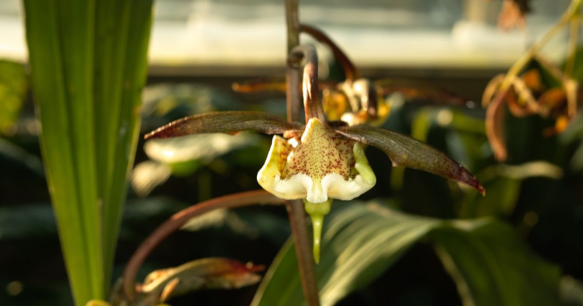 Catasetum gnomus care and culture | Travaldo's blog