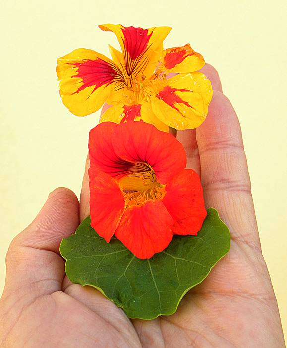 FOTO NATURA HUESCA 2: CAPUCHINA PLANTA COMESTIBLE Tropaeolum majus Carl ...