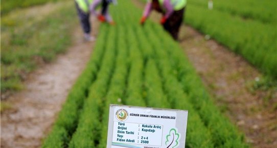 Ardıç Kuşu ve Ardıç Ağacı