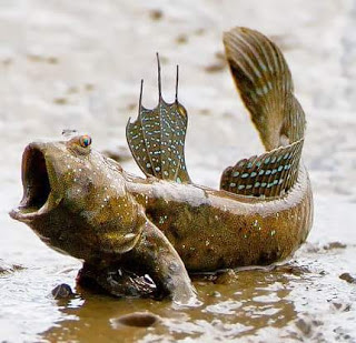 Minyak Belacak Original Warisan : Mantap, Besar dan Tegang | Jelitawan ...