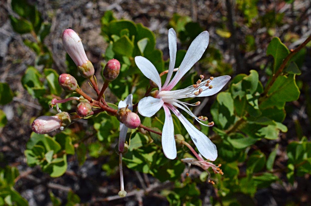Space Coast Wildflowers: Jordan Scrub Sanctuary, May 13, 2015