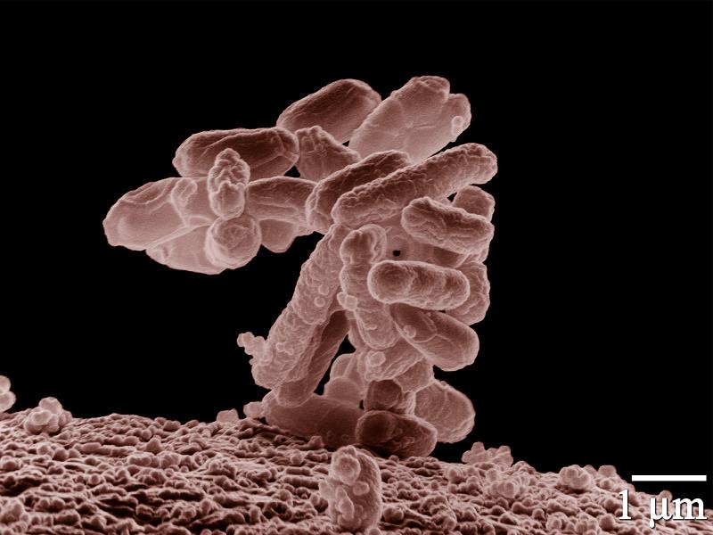 Photoblog: Introduction of Escherichia Coli - @364