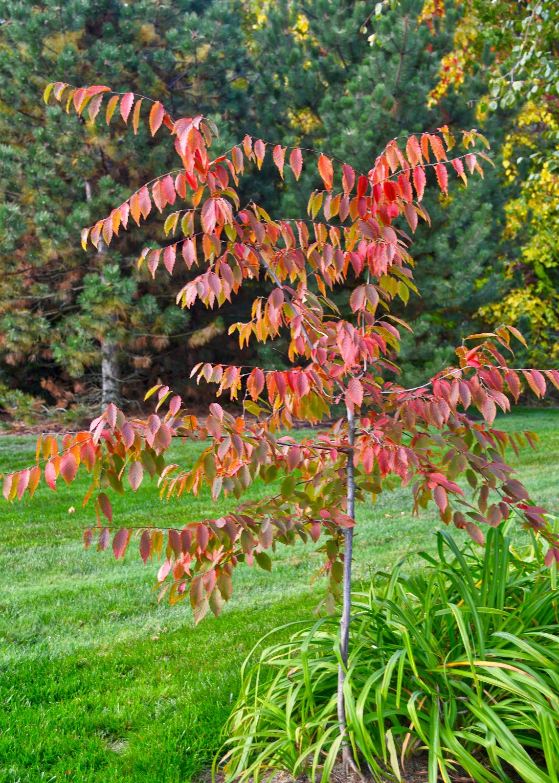 Plant Inventory at 20 Timothy : Carpinus caroliniana / Blue Beech