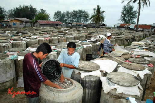 Budu Rasa Sayang: Step For Making Budu