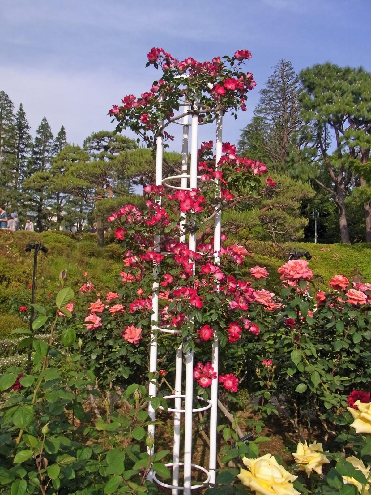 Casual Japanese Bystander: The Rose Garden at Kyu-Furukawa Gardens
