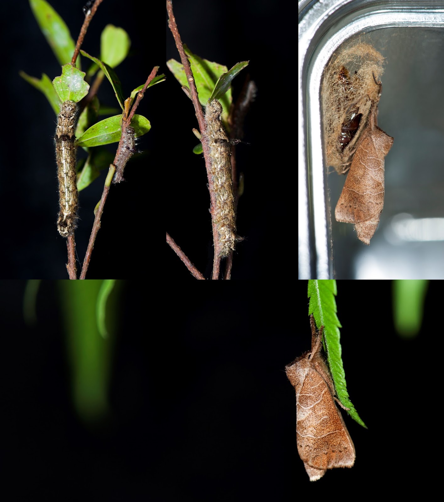 Caterpillars in Taiwan: Clostera restitura (Walker, 1865) V紋舟蛾