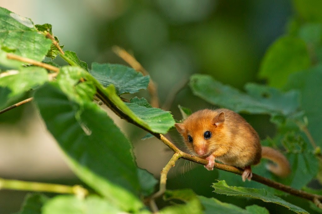 British Wildlife Centre ~ Keeper's Blog: Dormice Filming