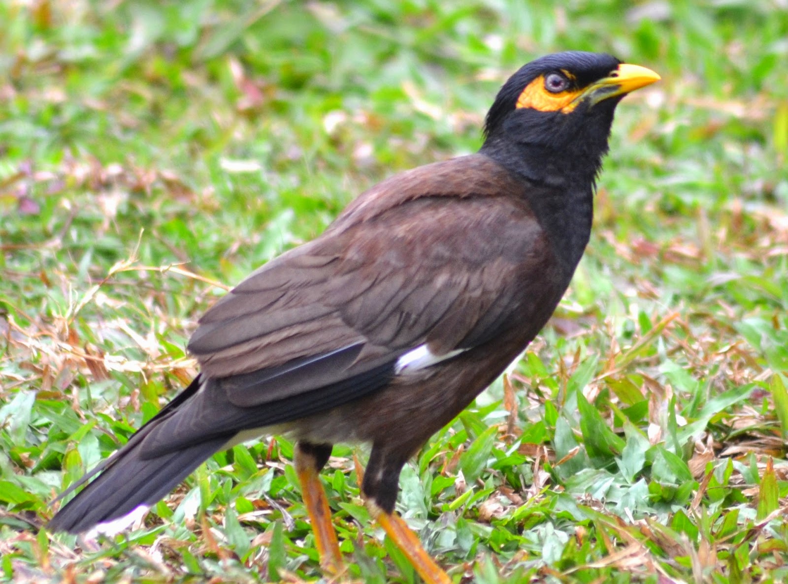 Imagens da vida animal: Avifauna do Sri Lanka # 2: Mainá-comum ...