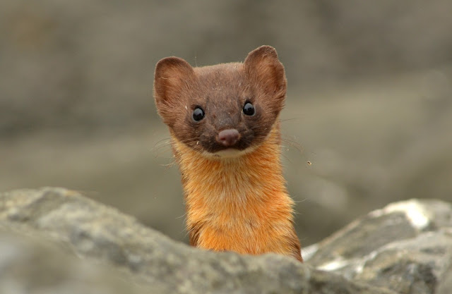 Woods Walks and Wildlife: Long-tailed Weasel