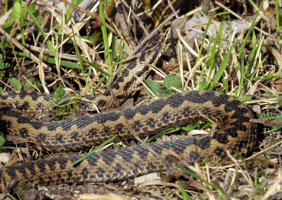 Redgannet: Adders in Kent