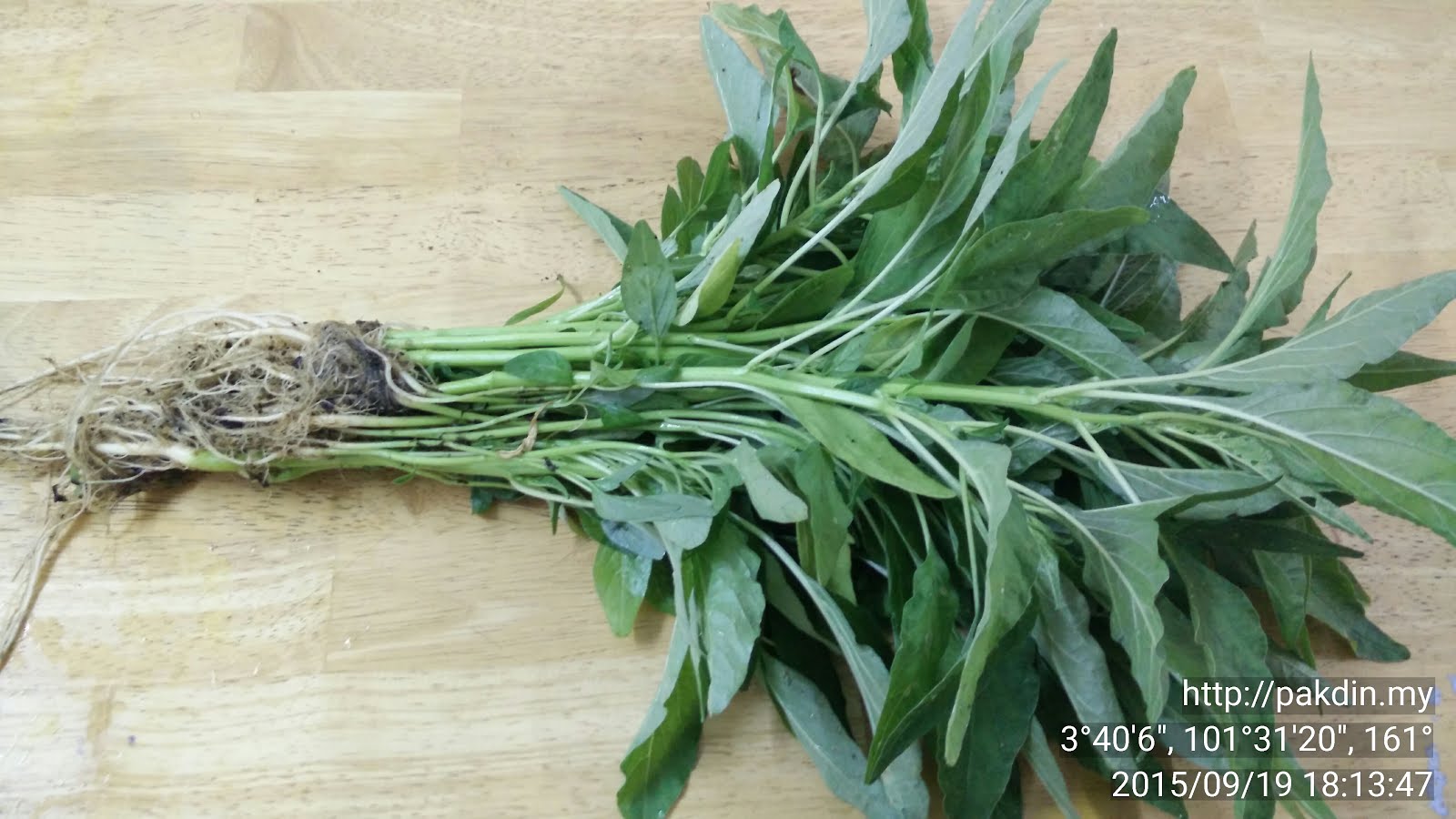 Bayam hasil dari kebun sekangkang kucing