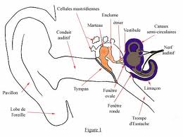 Changes in the wind: V - Vestibule