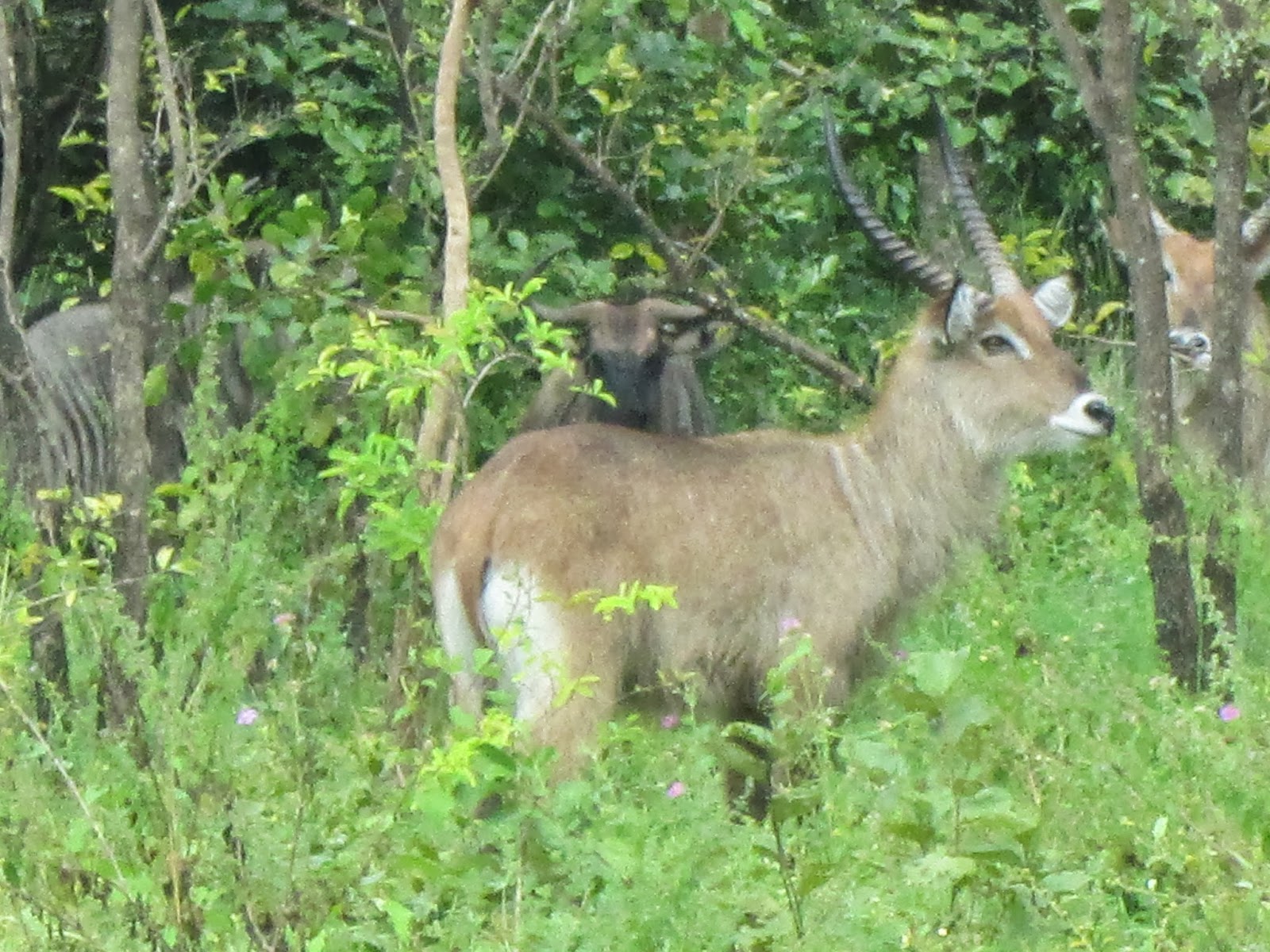 Onfroy-Curley au Togo: Parc animalier/Animal park Sarakawa