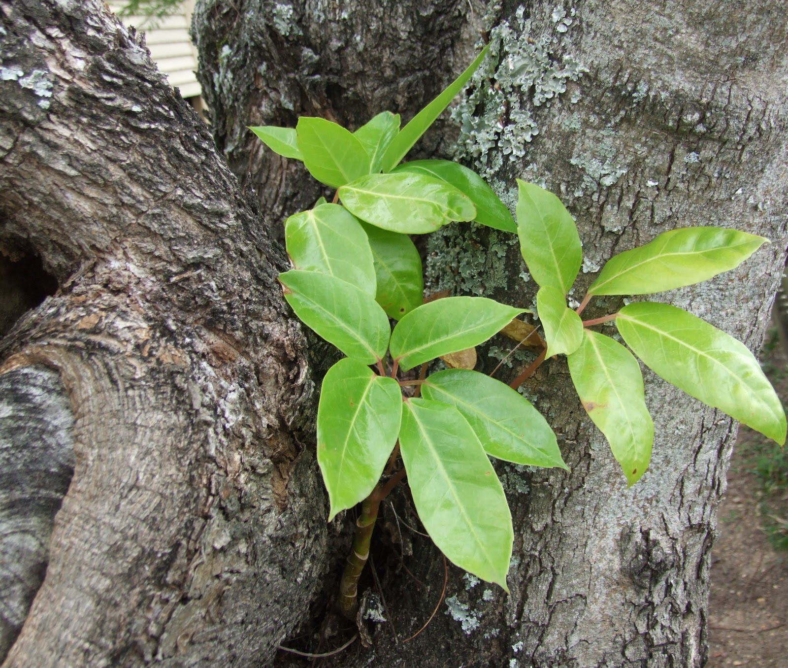 Naturally Carol: The Seed That Grew!