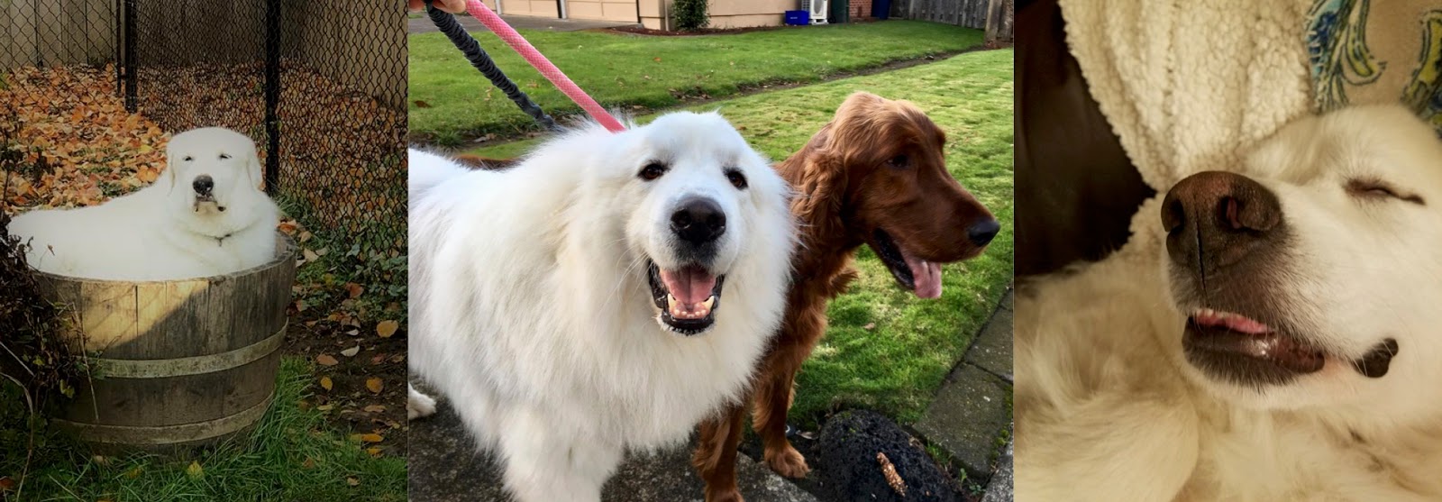 Great Pyrenees Rescue Society News and Events: Tips for New Adopters