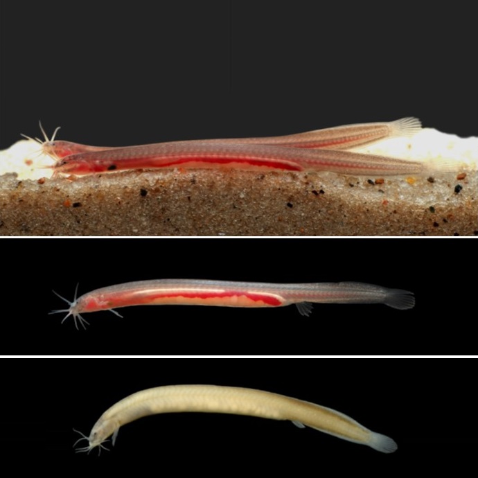 Species New to Science: [Ichthyology • 2019] Pangio bhujia • A New ...