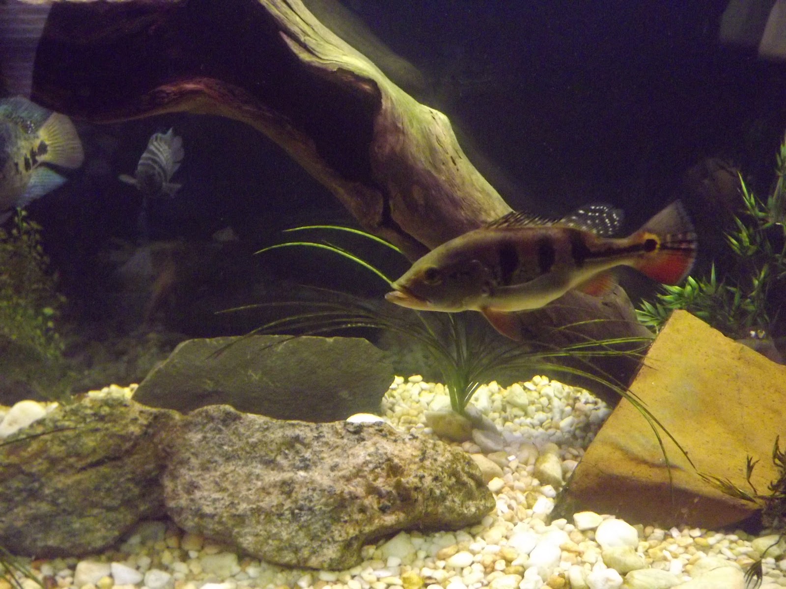 Aquatic Friends: Predatory Fish