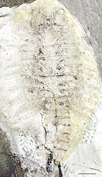Noticias de Paleontologia: Apankura machu, un artrópodo primitivo del ...
